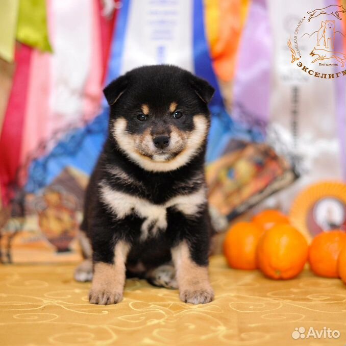 Предлагаются к резерву сиба редкого окраса