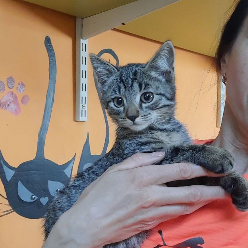 Котёнок в добрые руки