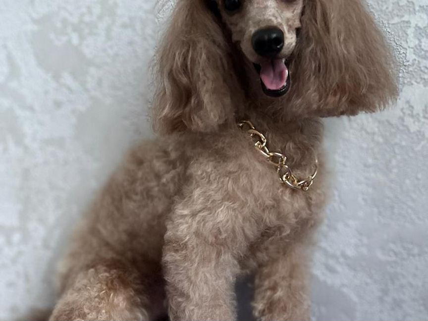 Той-пуделя на вязку