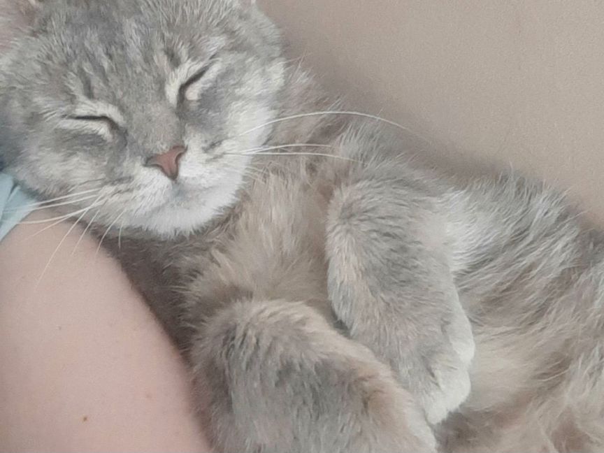 Чудесная кошечка в добрые руки