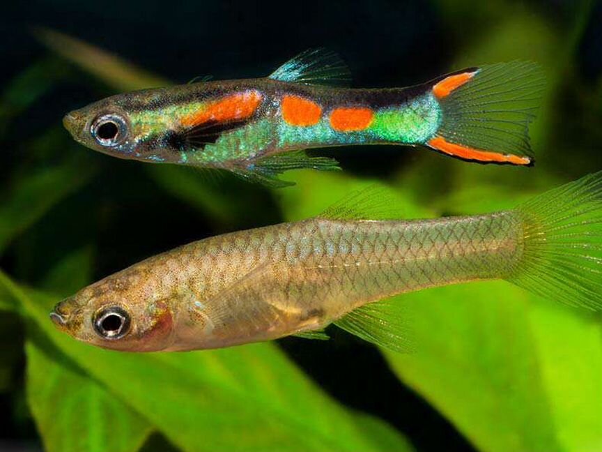 Роголистник, гуппи и аквариумное оборудование