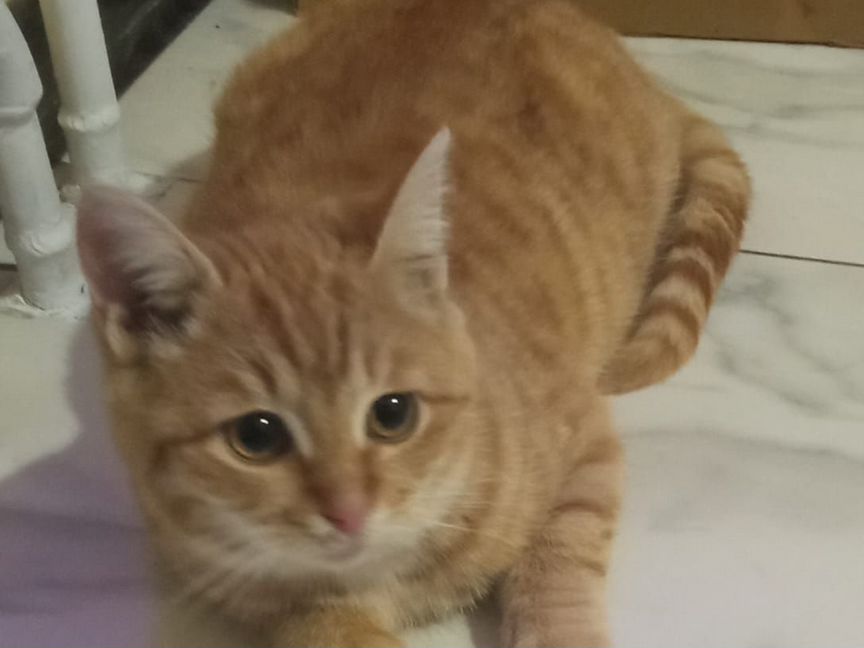 Рыженький котенок