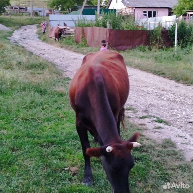 Продаëтся корова дойная