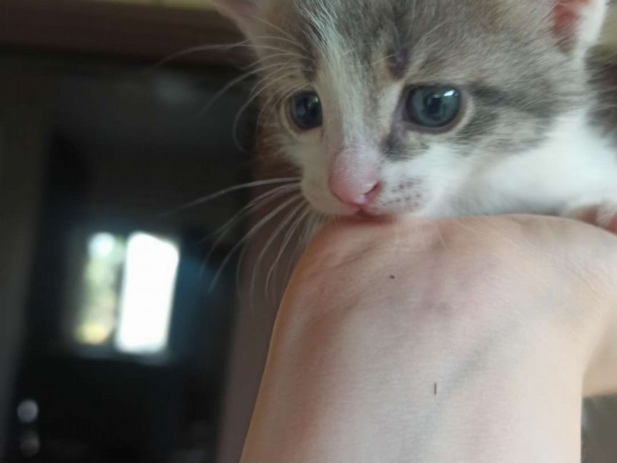 Котята в добрые руки бесплатно вислоухие