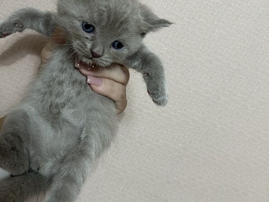 Шотландская
