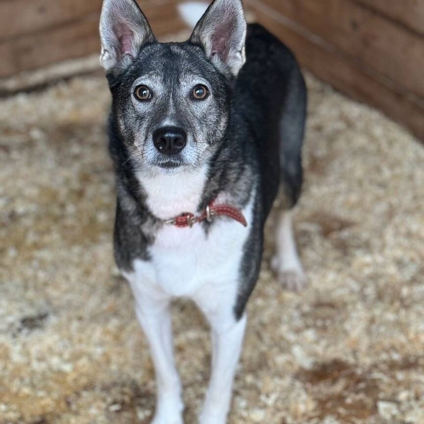 Небольшая собачка Габи ищет дом