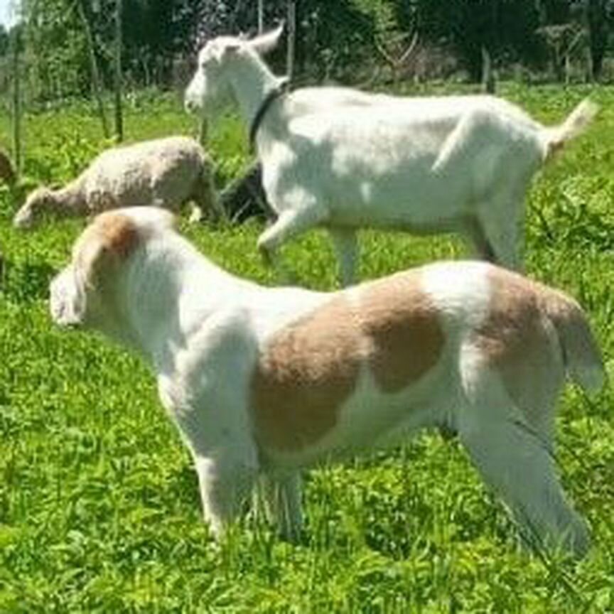 Среднеазиатская овчарка, щенок