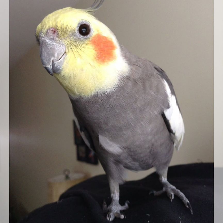 Попугай корелла ручной