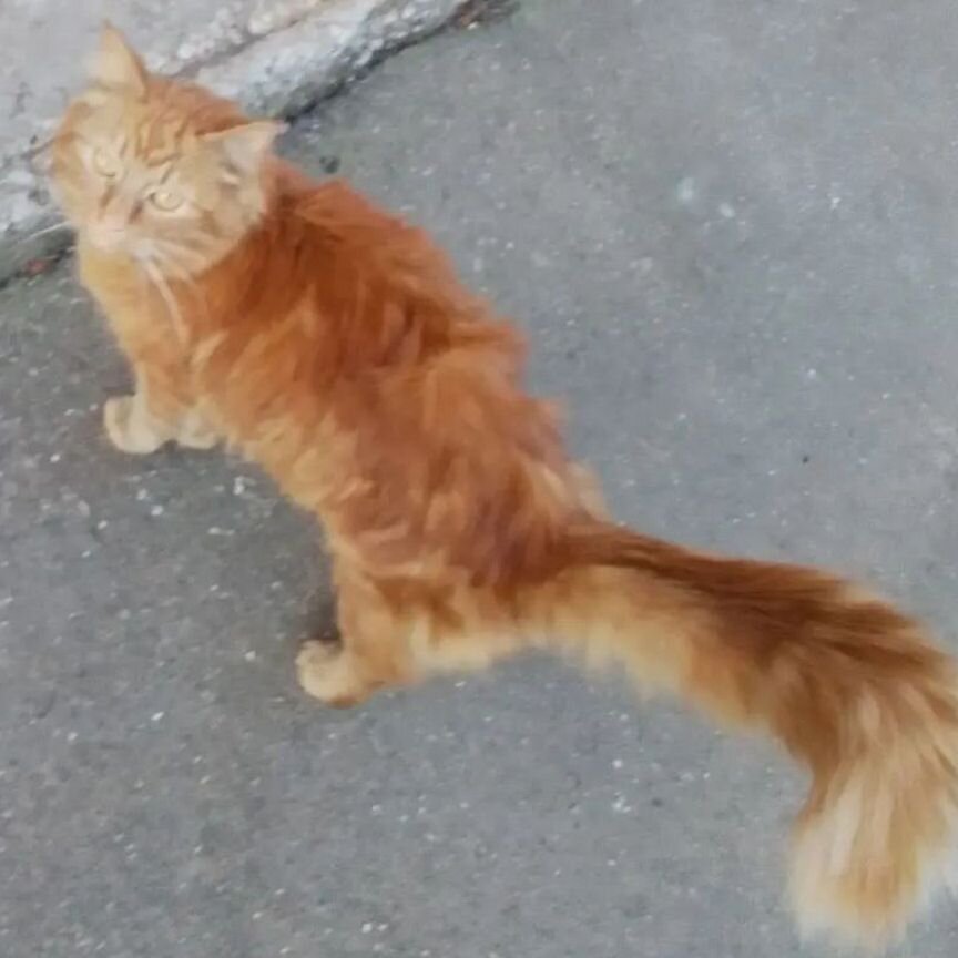 Взрослый кот в добрые руки