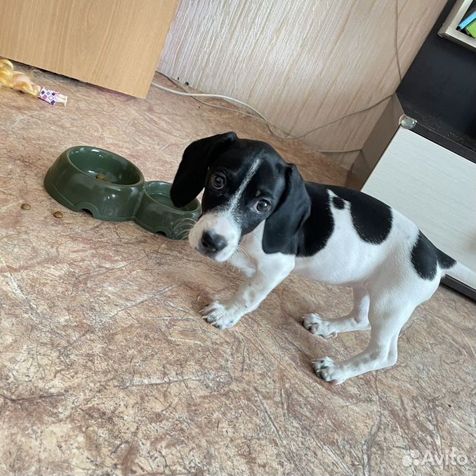 Собака в добрые руки отдам бесплатно