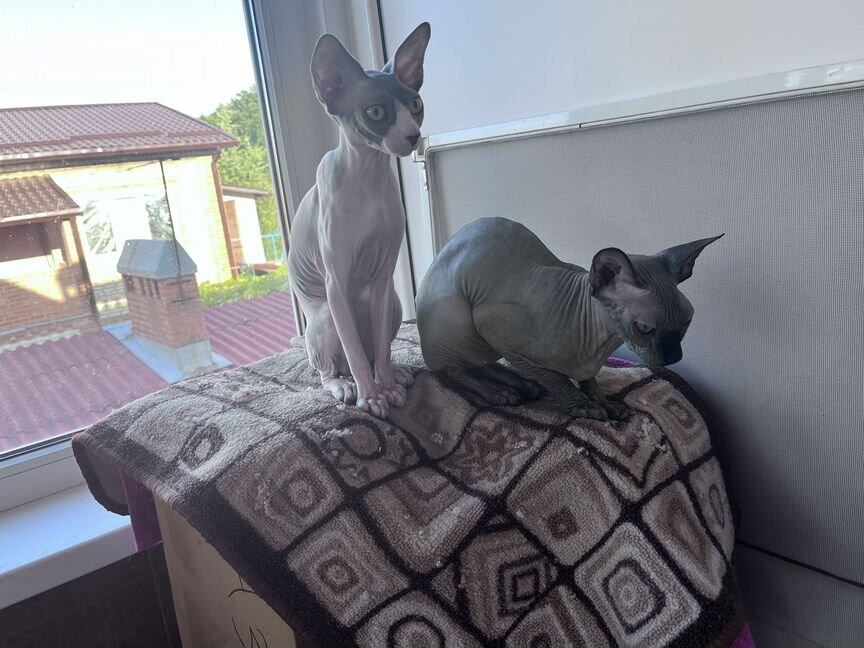 Канадский сфинкс девочка