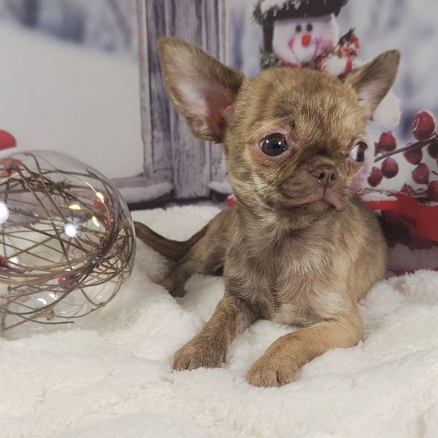 Чихуахуа, щенок