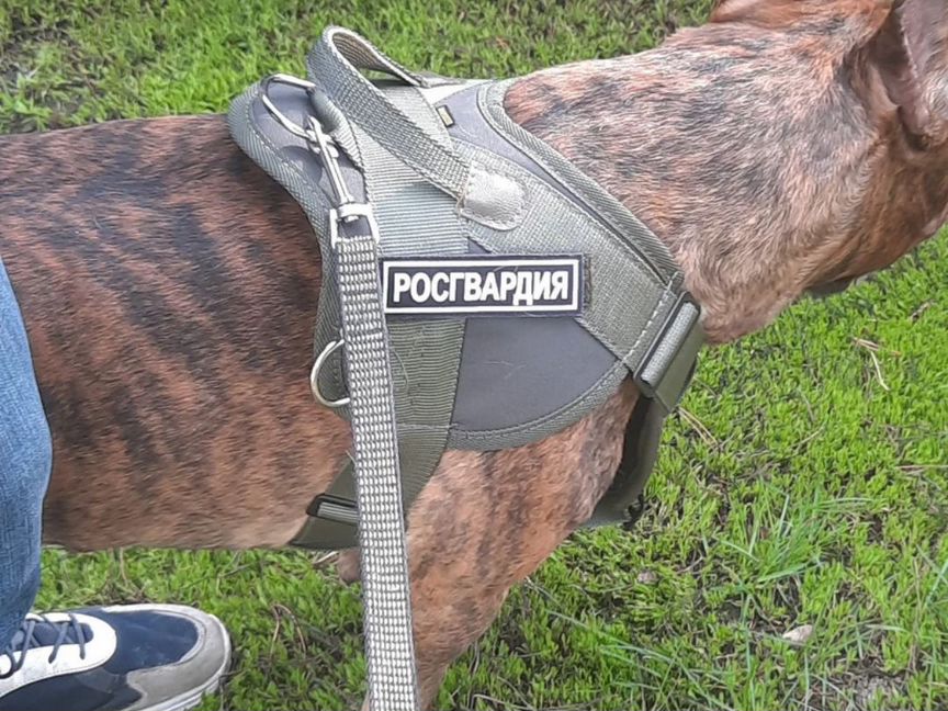 Шлейка для собак