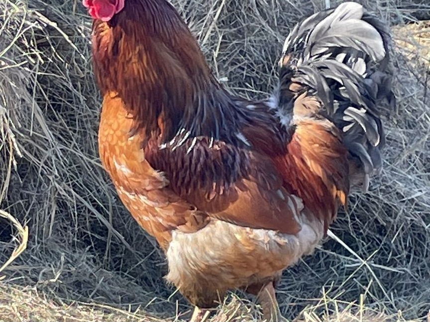 Петух хохлатый