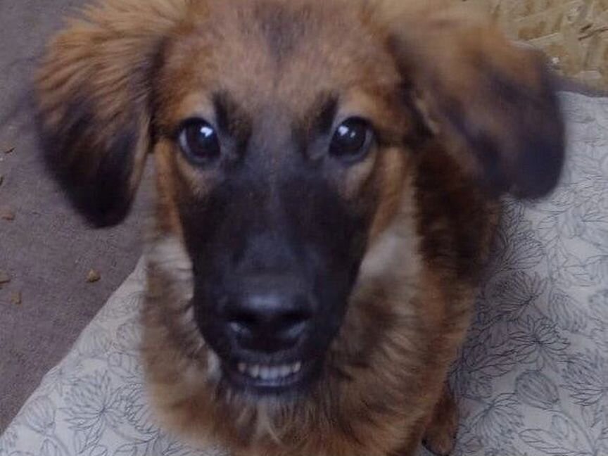 Мальчишке-щеночку нужен дом