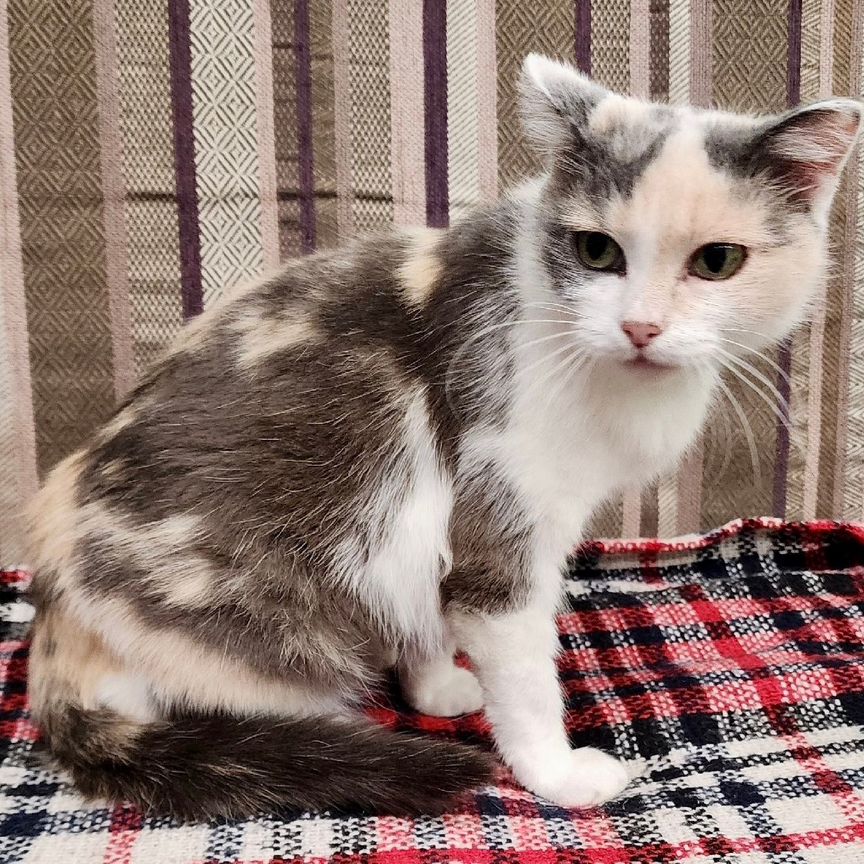 Взрослая, Девочка кошка в добрые руки