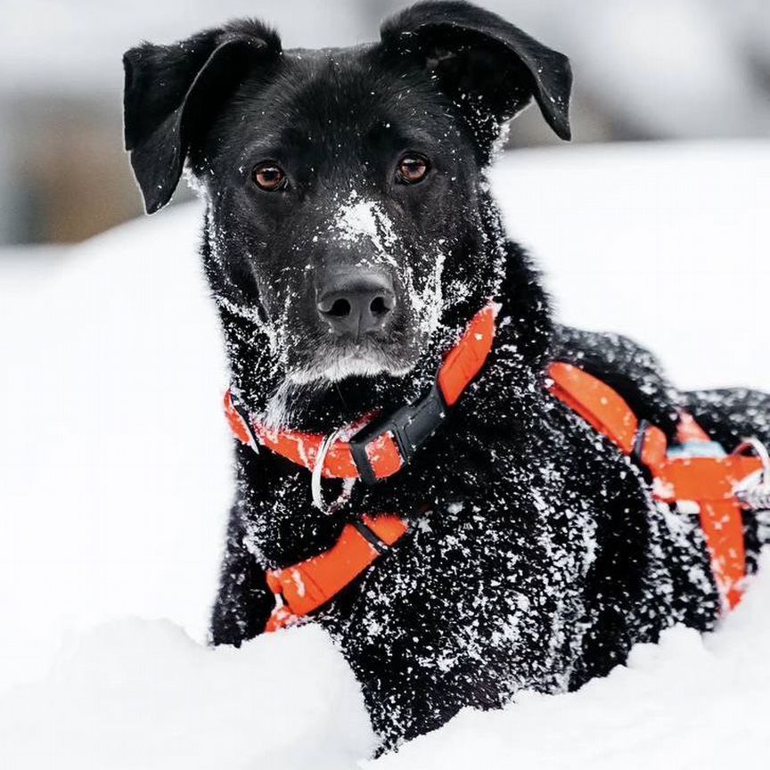 Взрослая собака в добрые руки