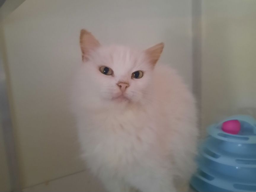 Бросили кошку