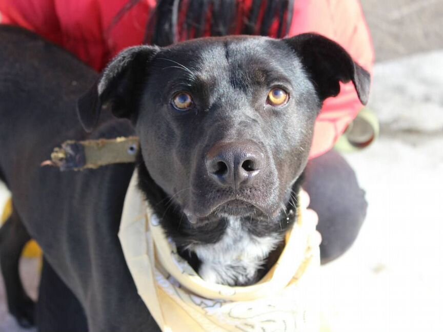 Собака в дар из приюта