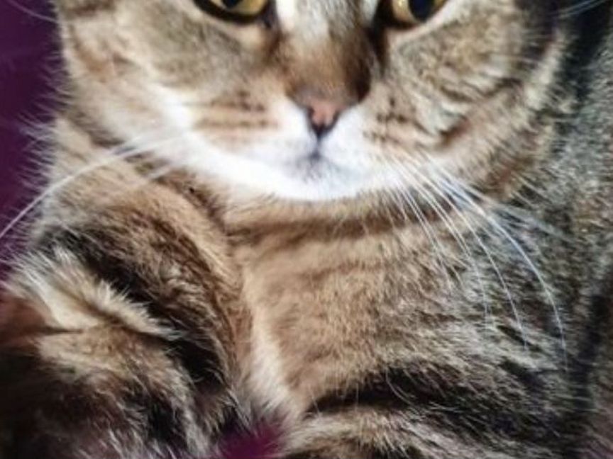 Кошка Мурка