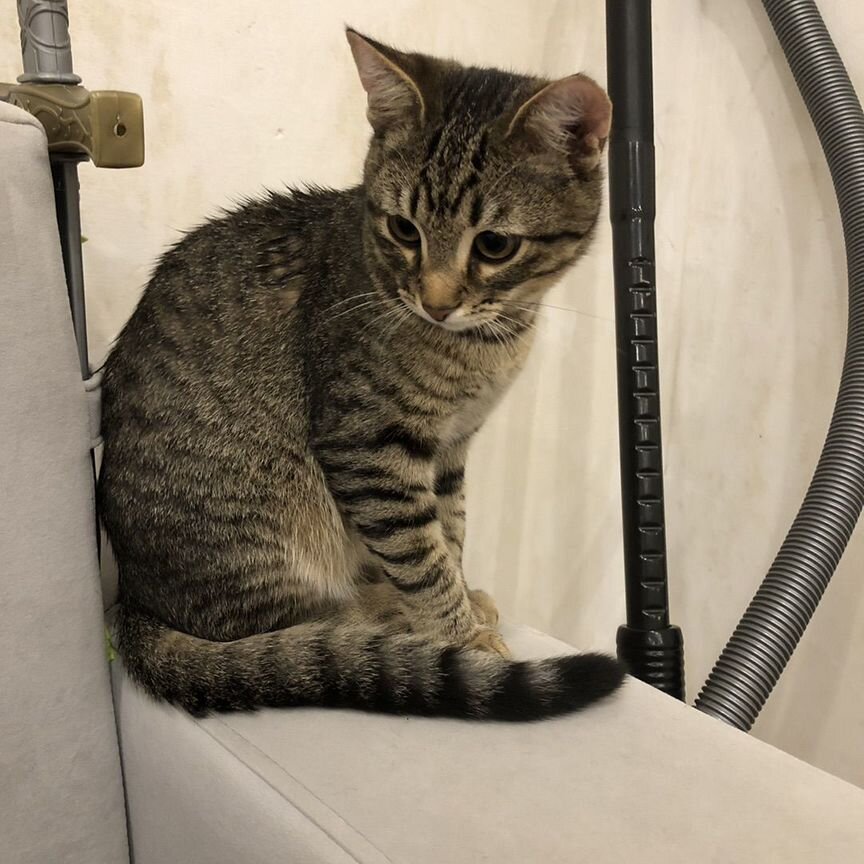 Котенок мальчик 5 месяцев