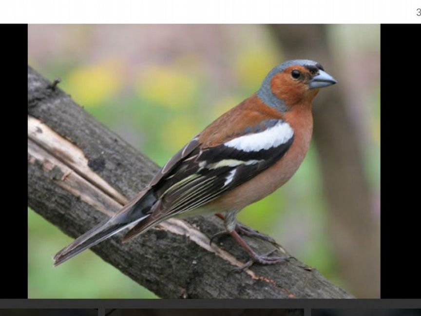 Лесные певчие птички