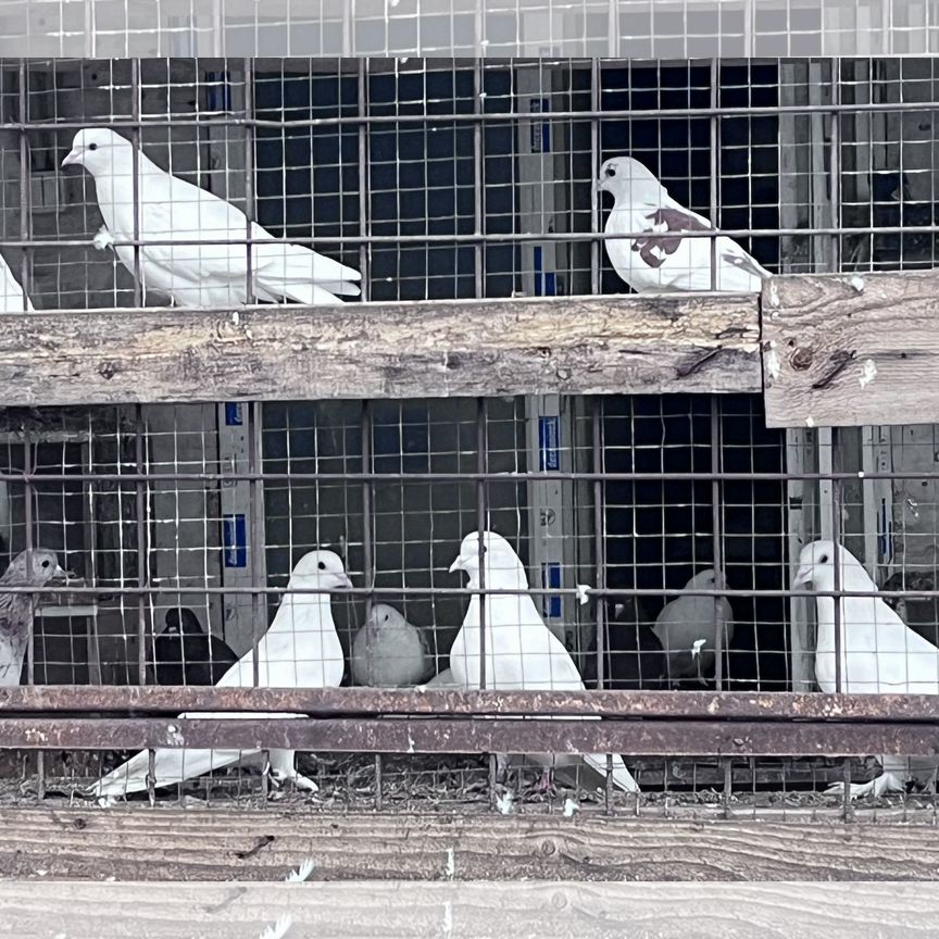 Голубь бакинские и др