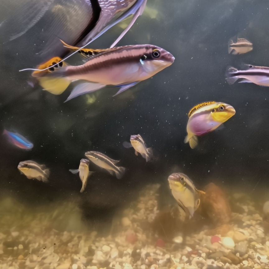 Подростки рыбок попугаев пельматохромис