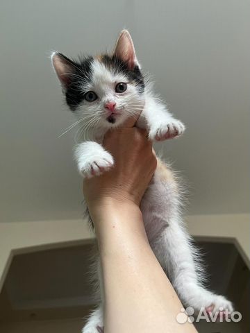 Котёнок, кошка, девочка в добрые руки