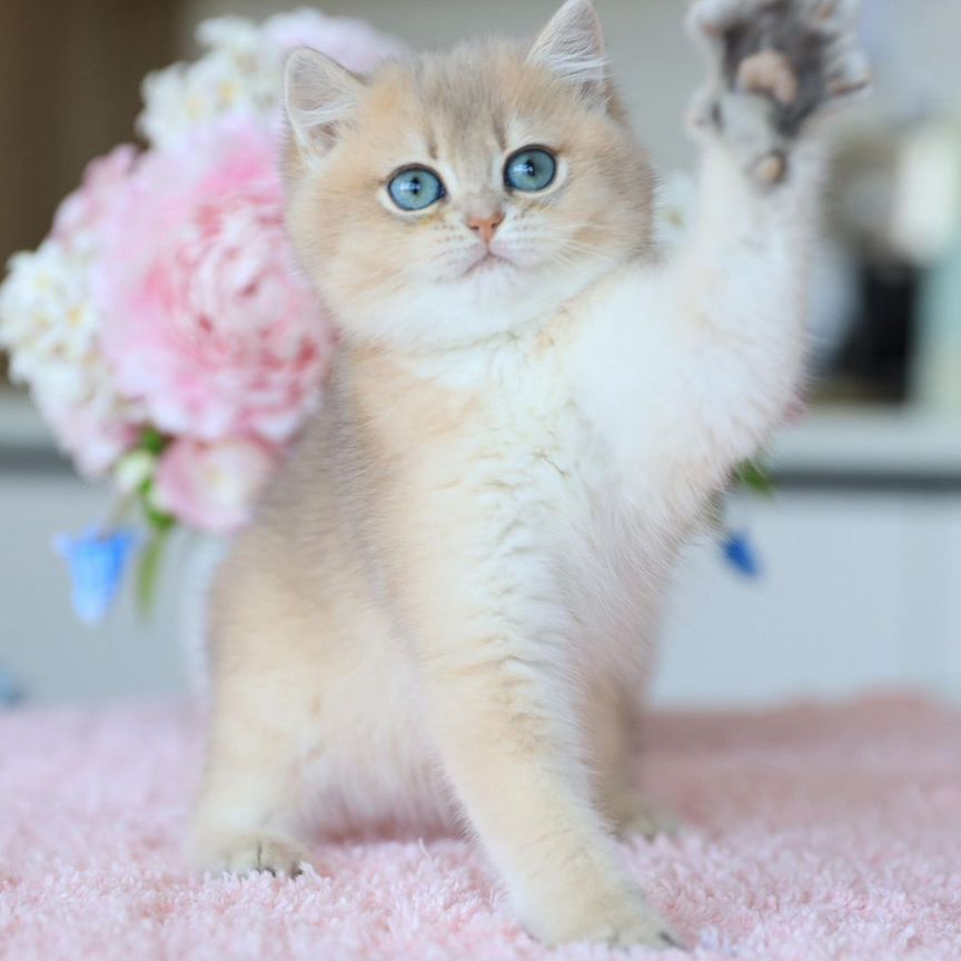 Британский короткошёрстный котёнок