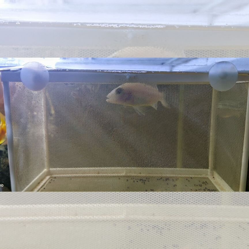 Отдам цихлиду