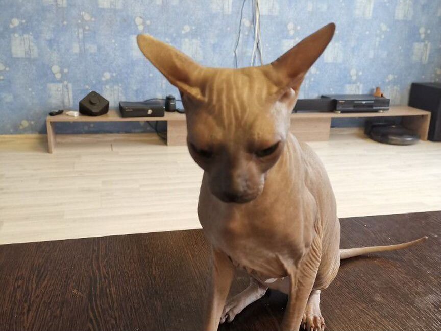 Сфинкс девочка стерилизованная 2.5 года