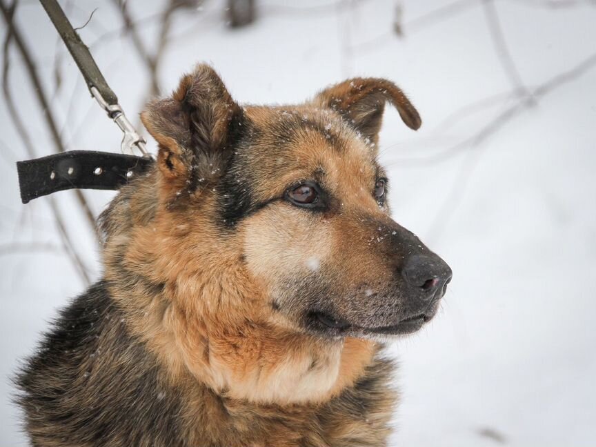 Джим В поисках дома
