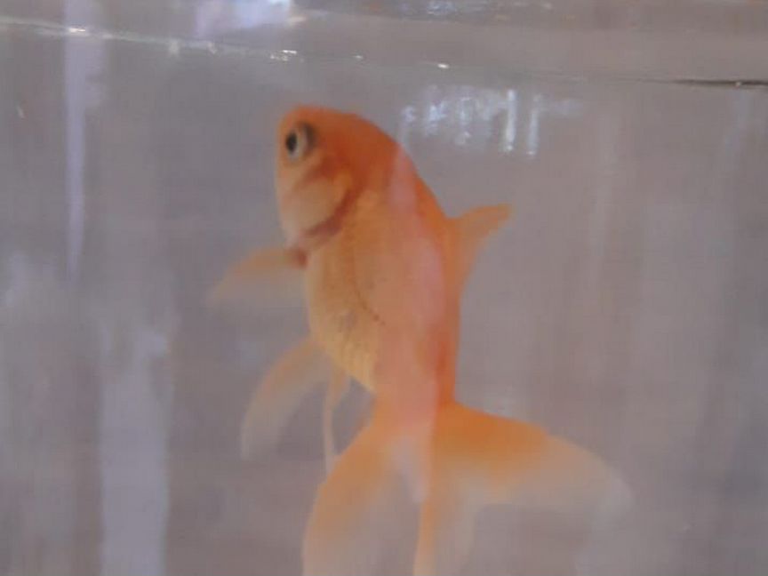 Отдам золотую рыбку