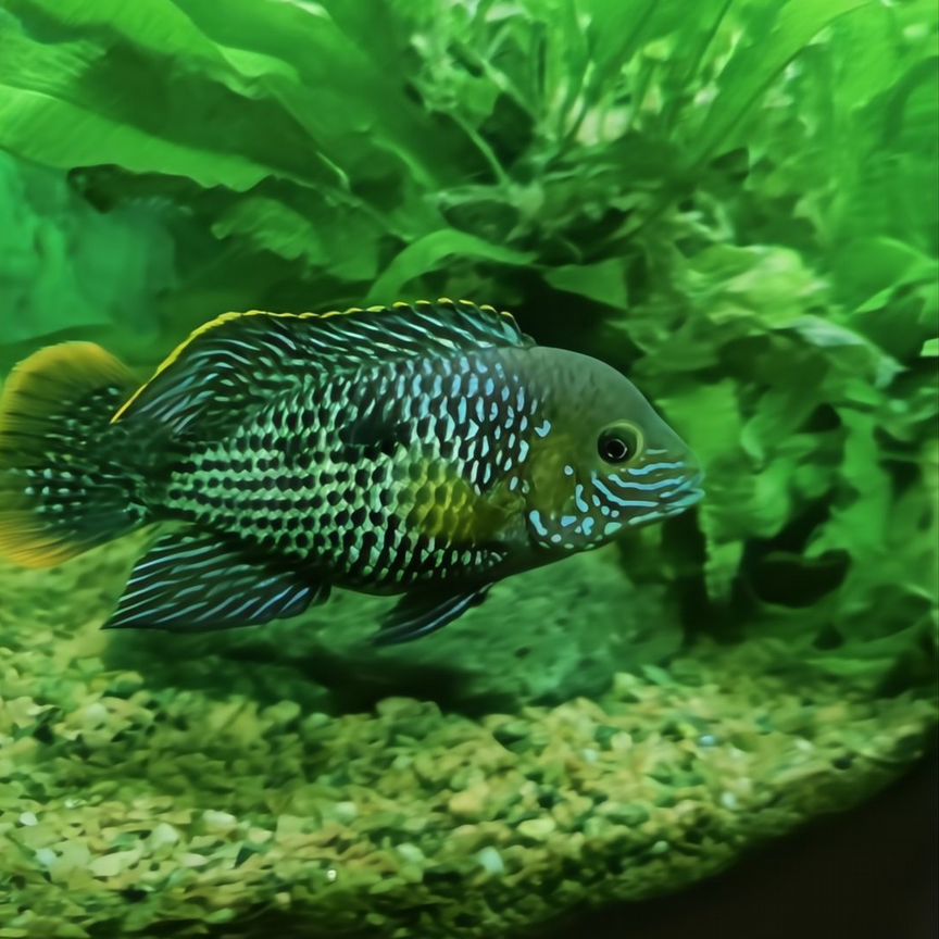 Акара бирюзовая