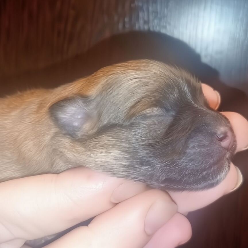 Померанский шпиц, щенок