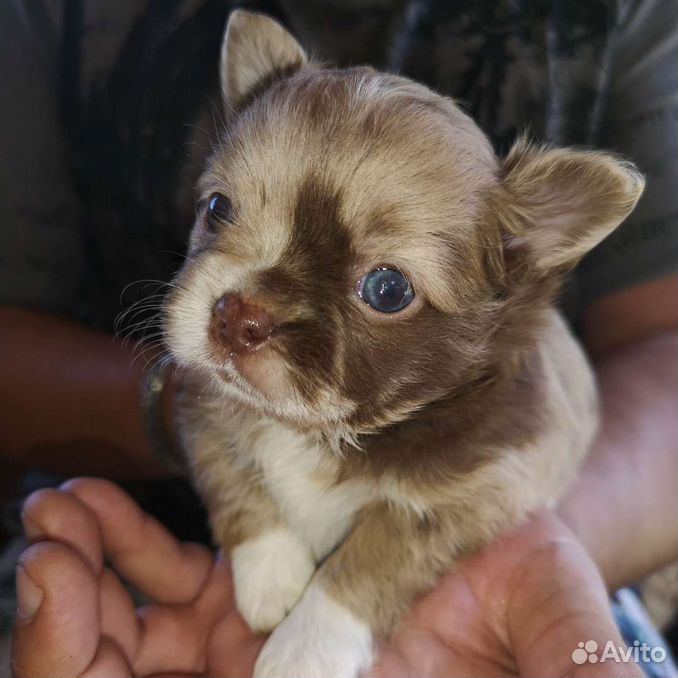 Чихуахуа мерле мальчик