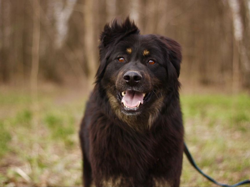 Купер метис ньюфаундленда