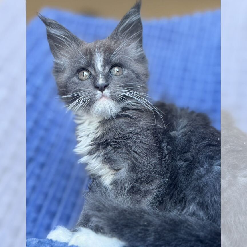 Мейн-кун котёнок