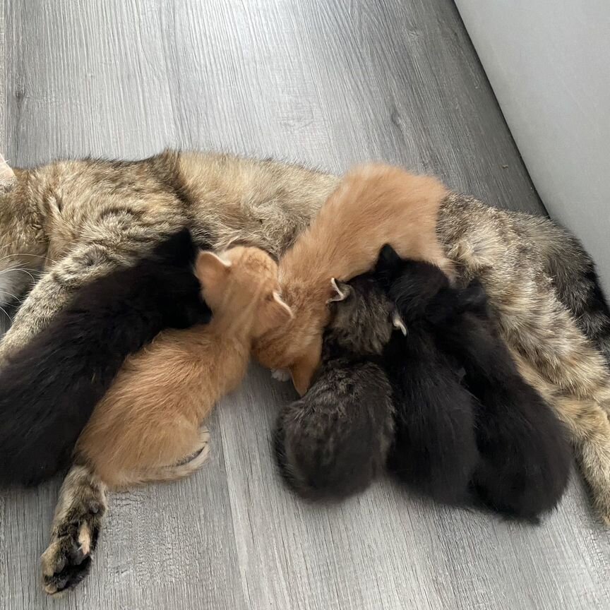 Котята в добрые руки