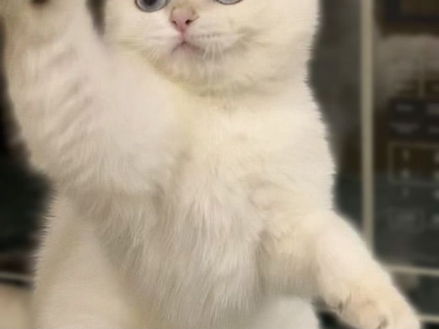 Золотая колорочка