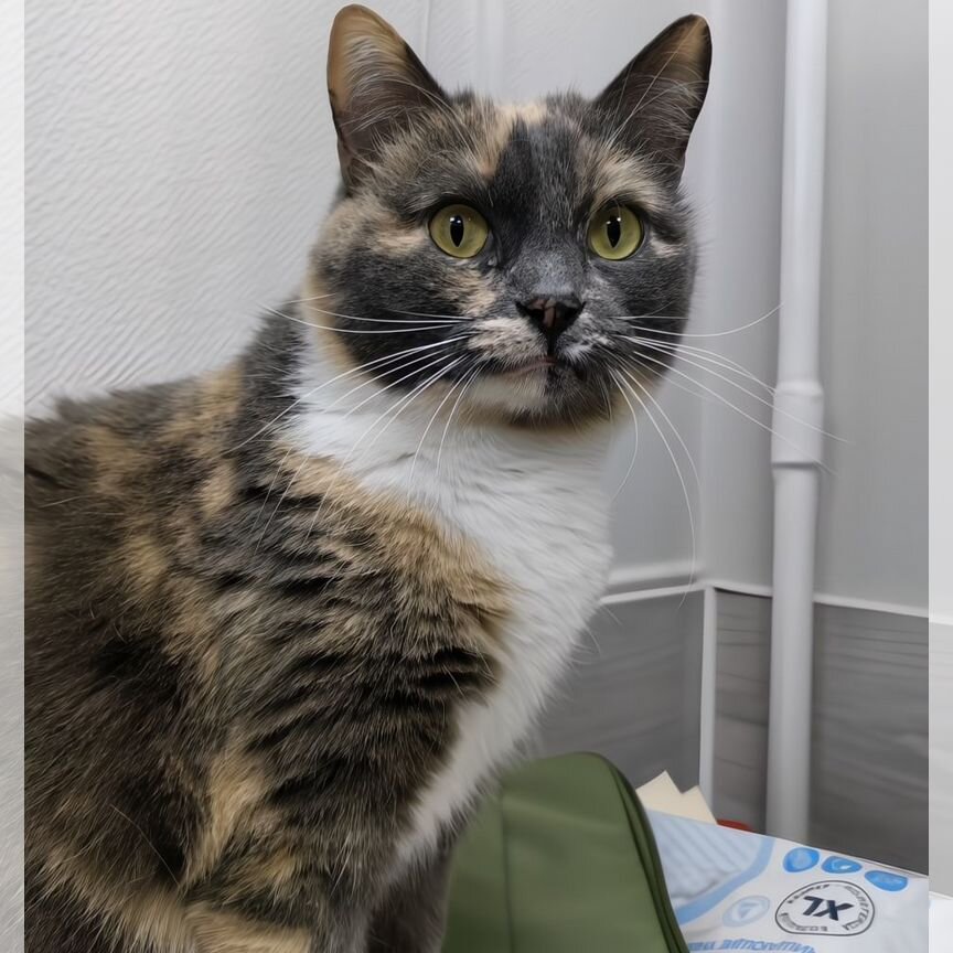 Взрослая, кошка в добрые руки