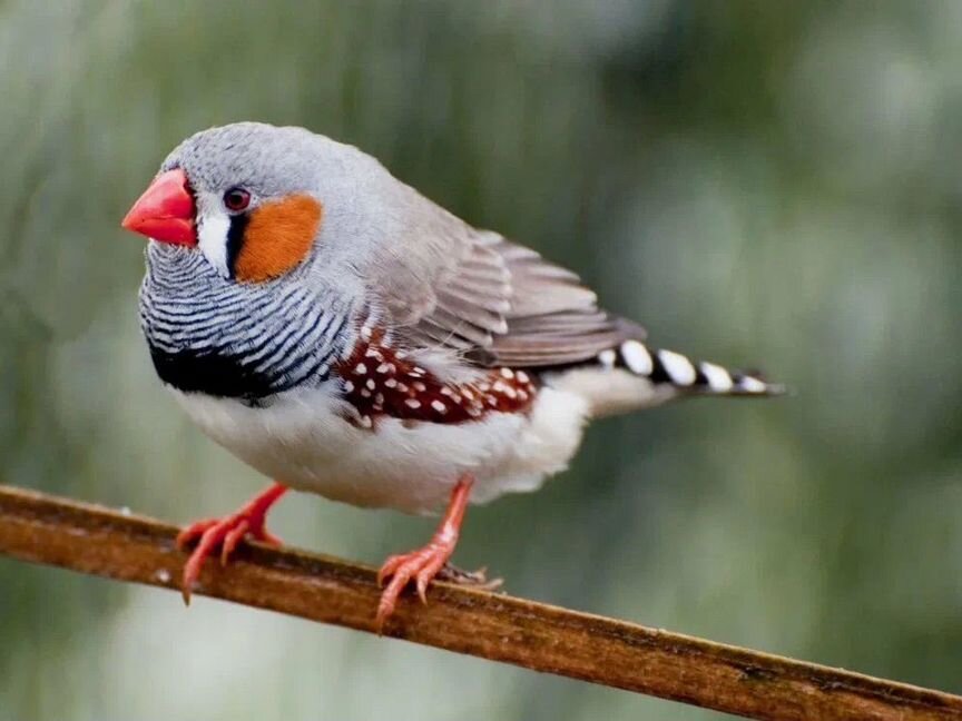 Птенцы амадины