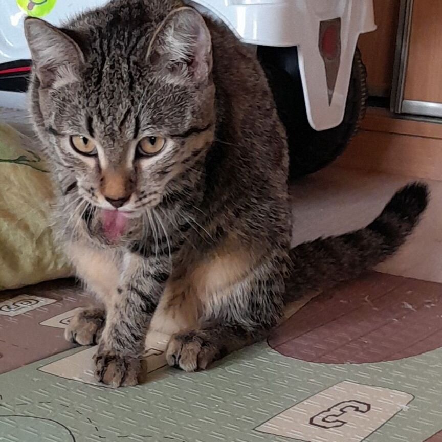 Кот