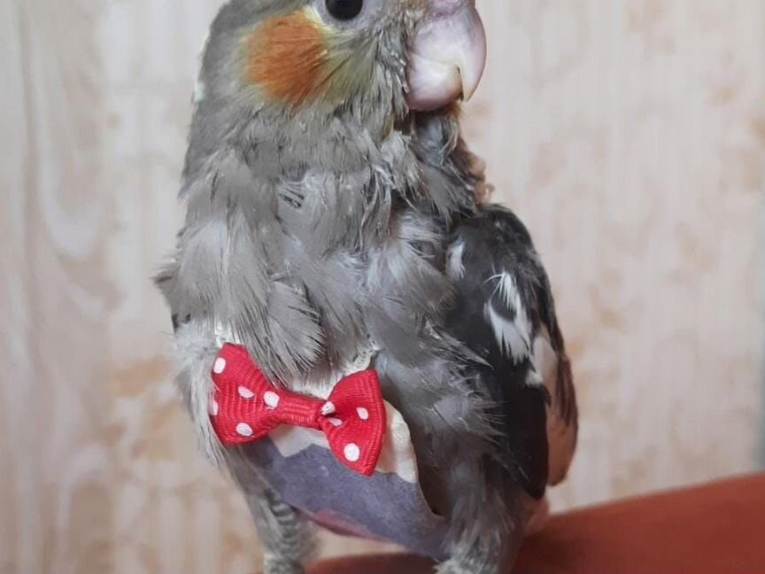 Птенцы Кареллы