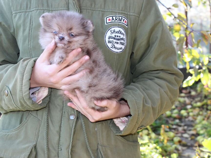 Шоколадный мрамор малыш