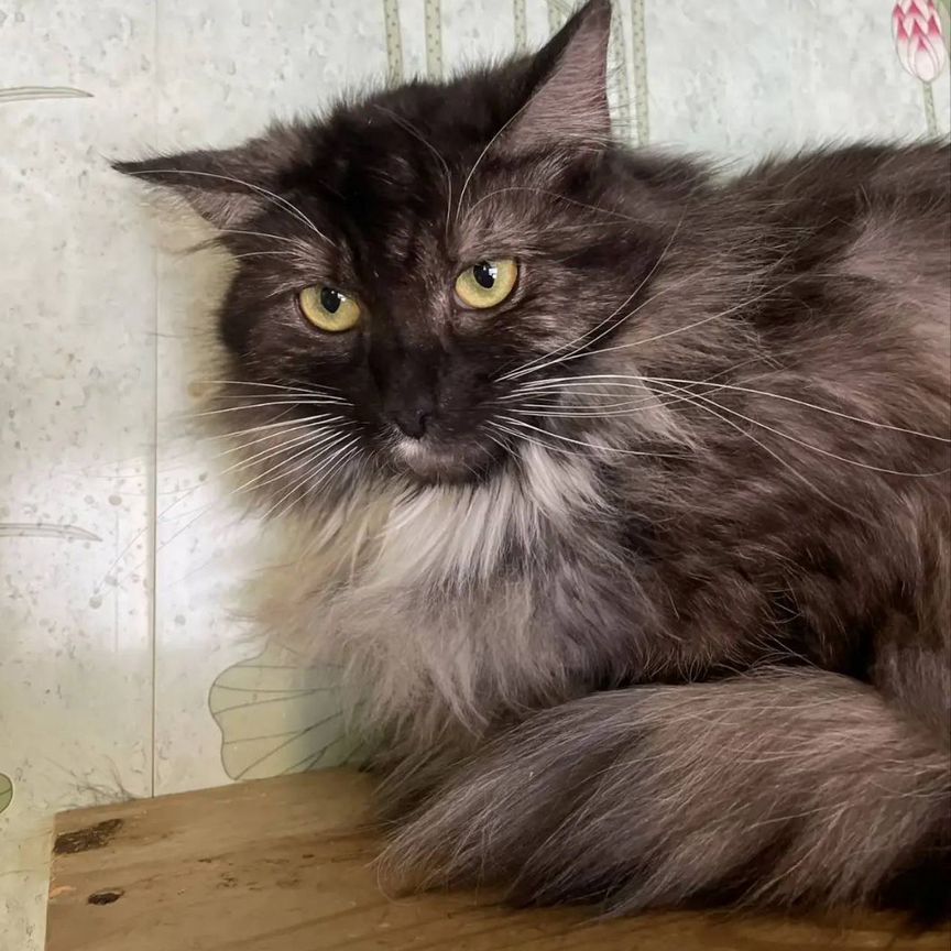 Взрослая, кошка в добрые руки