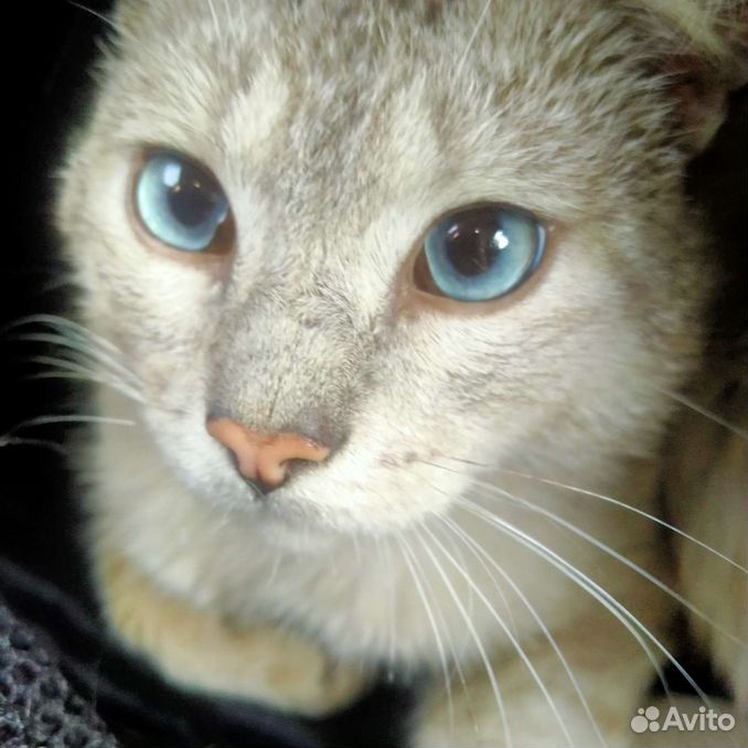 Тайский кот в хорошие руки