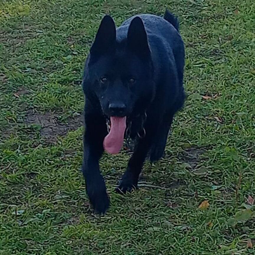 Вязка с черным немцем