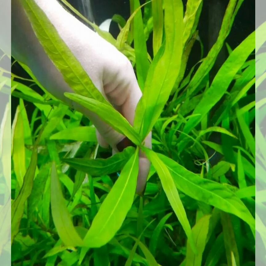 Гигрофилла иволистная, Погостемон, Ломариопсис